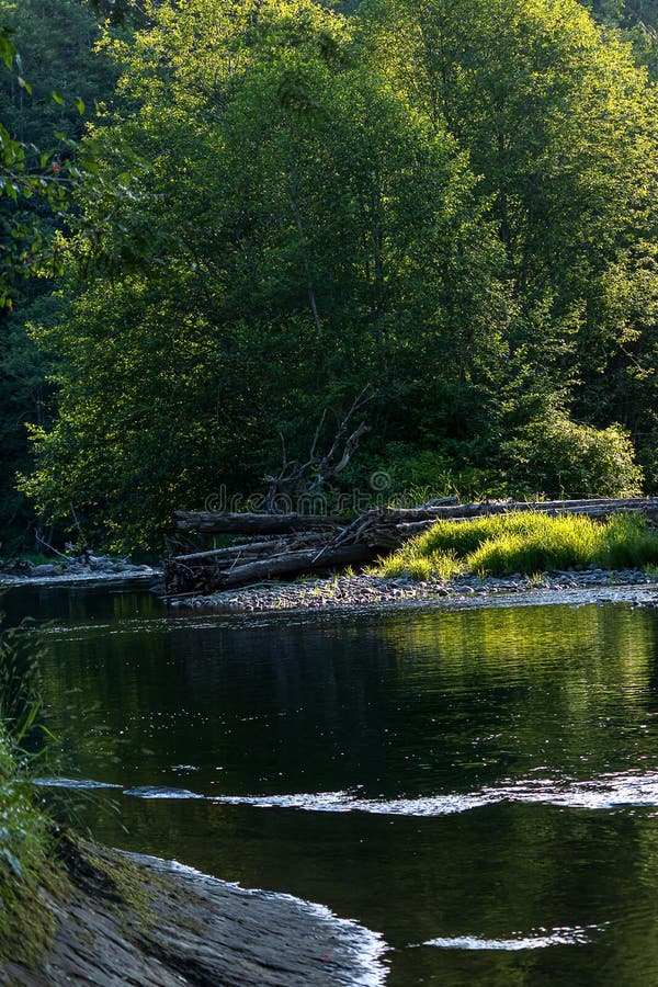 Water Flowing Along Green River in Washington State in Forest Stock ...