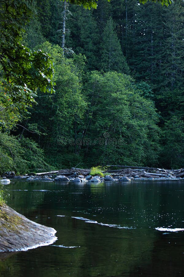 Water Flowing Along Green River in Washington State in Forest Stock ...