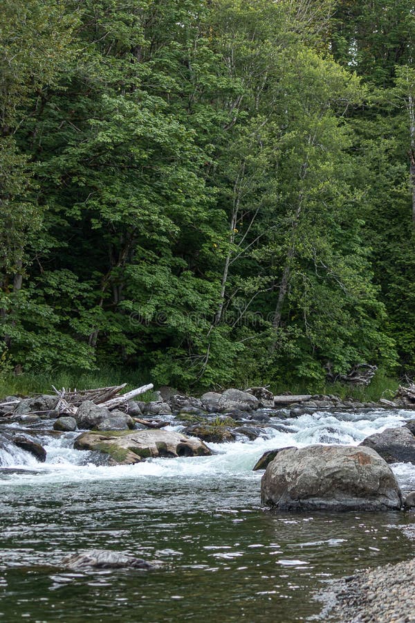 Water Flowing Along Green River in Washington State in Forest Stock ...