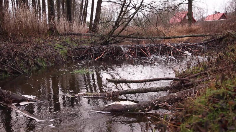 Water Flowing through a Beaver Dam on the River Stock Video - Video of ...