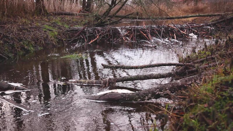Water Flowing through a Beaver Dam on the River Stock Footage - Video ...