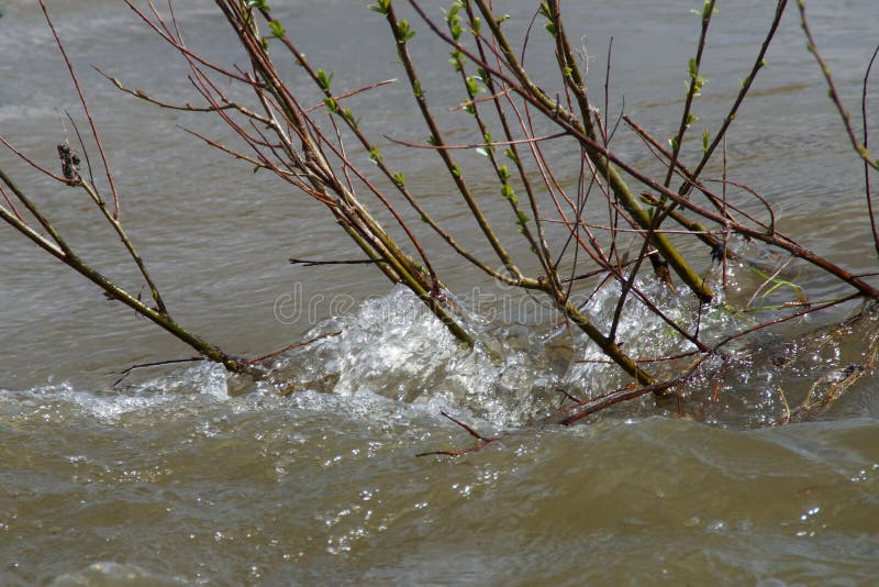 Water Flowing between the Branches Stock Image - Image of nature ...