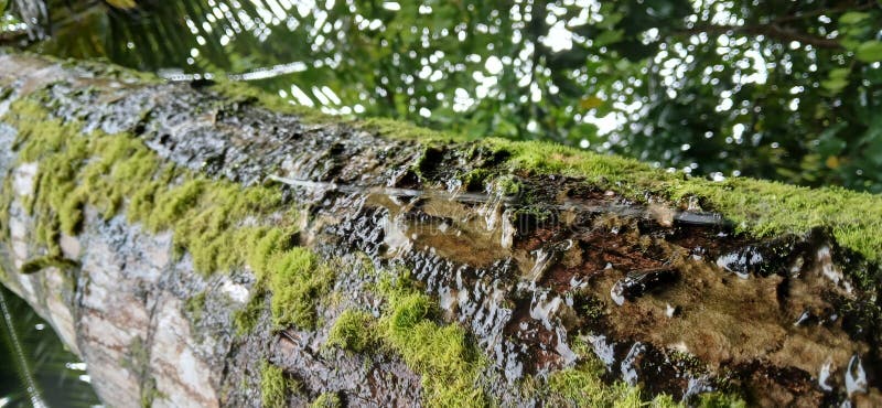 Water Flowing Down a Coconut Tree during Rainfall Stock Photo - Image ...