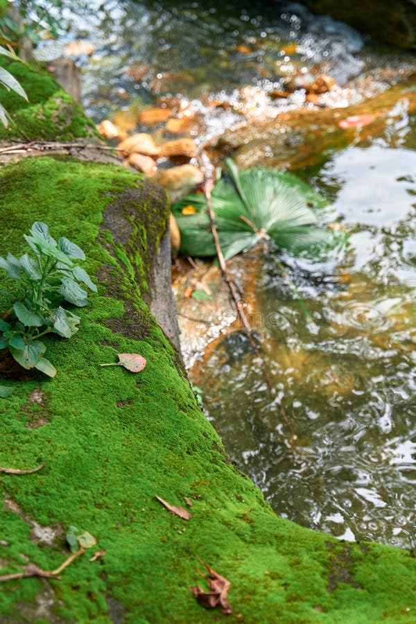 Water Flowing Down the Moss-covered Rocks in the Jungle Stock Photo ...