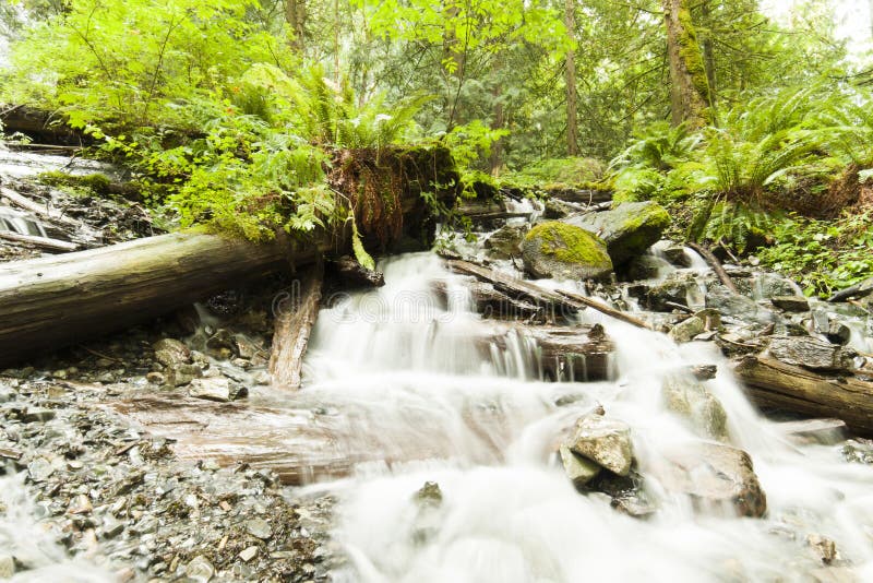 River in Rainforrest stock image. Image of dolomites - 101422455