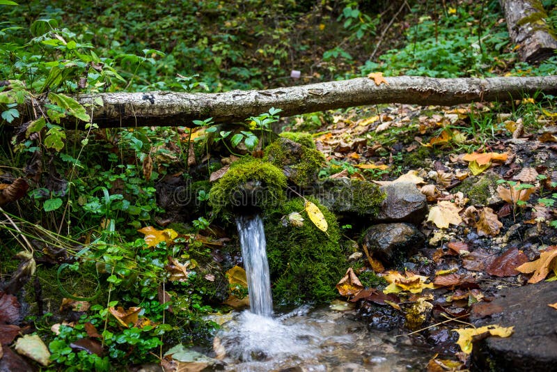 Water Flowing from a Forest Spring Stock Image - Image of landscape ...