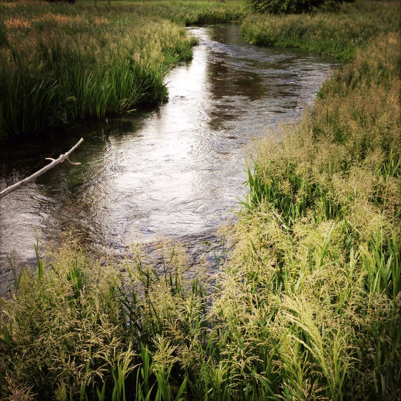 Water flowing stock image. Image of grass, flow, tranquil - 50627735