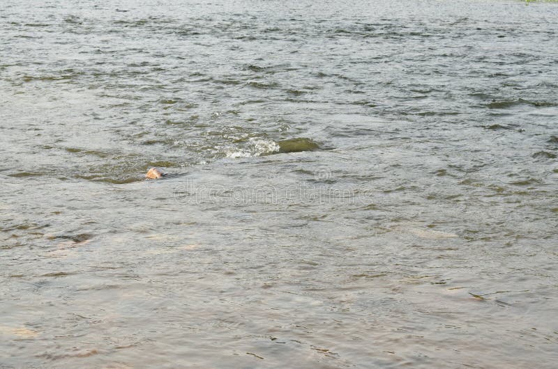 Water Flowing Make Wave and Rippled on River Stock Image - Image of ...