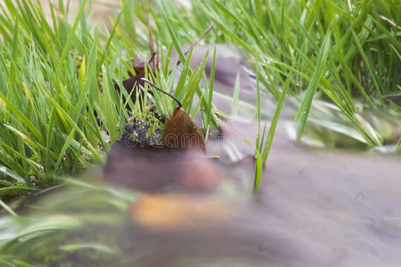 Water flowing over grass stock image. Image of green, river - 8079243