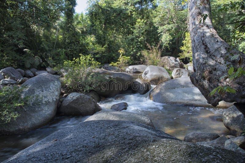 Water Flowing through the Rocky River Stream in the Forest. Stock Image ...