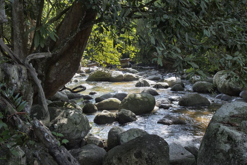 Water Flowing through the Rocky River Stream in the Forest. Stock Photo ...