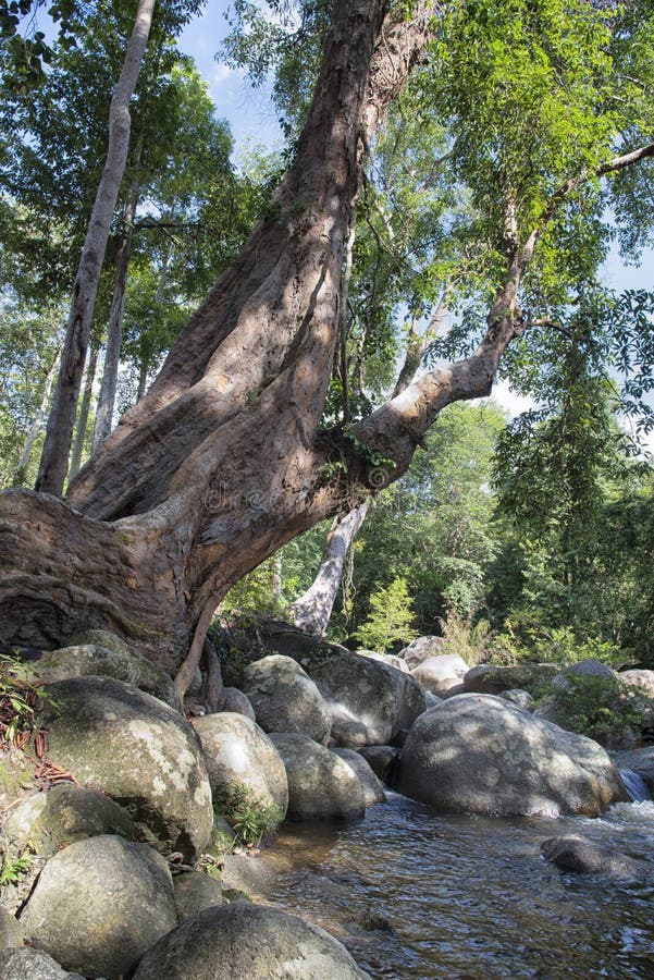 Water Flowing through the Rocky River Stream in the Forest. Stock Photo ...