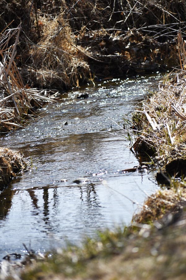 Rushing water in a stream stock image. Image of woods - 114008885