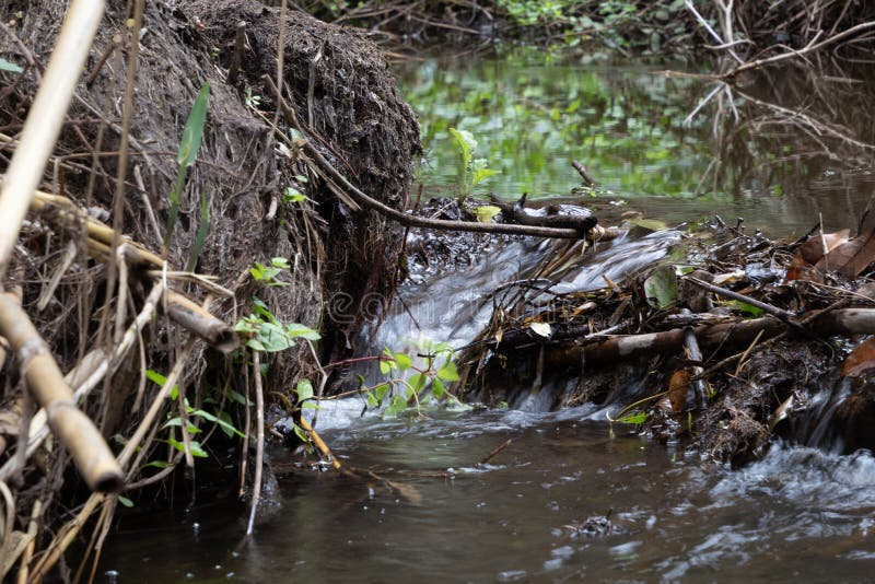 Water Flowing in Small Stream Stock Photo - Image of natural, roots ...