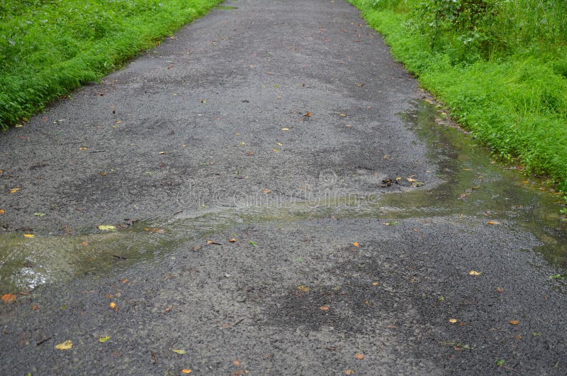 Water Flowing on Trail or Path in Forest with Plants Stock Image ...