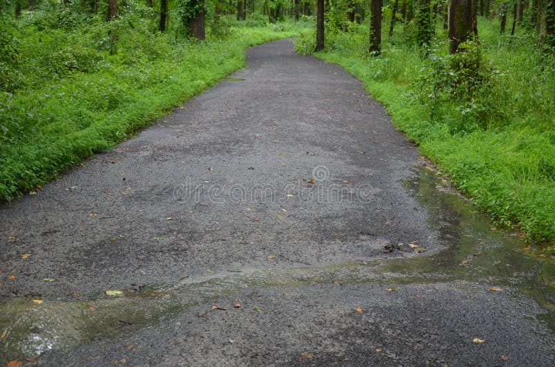 Water Flowing on Trail or Path in Forest with Trees Stock Photo - Image ...