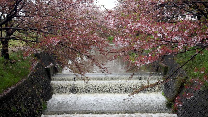 Water Flows Down Managed River Under Cherry Blossoms in Late Bloom ...