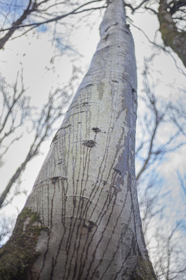 Water Flows Down a Tree Trunk Stock Photo - Image of high, tropics ...