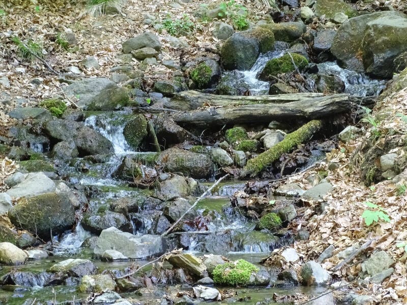 Water Flows through the Forest. in Maramures County, Romania Stock ...