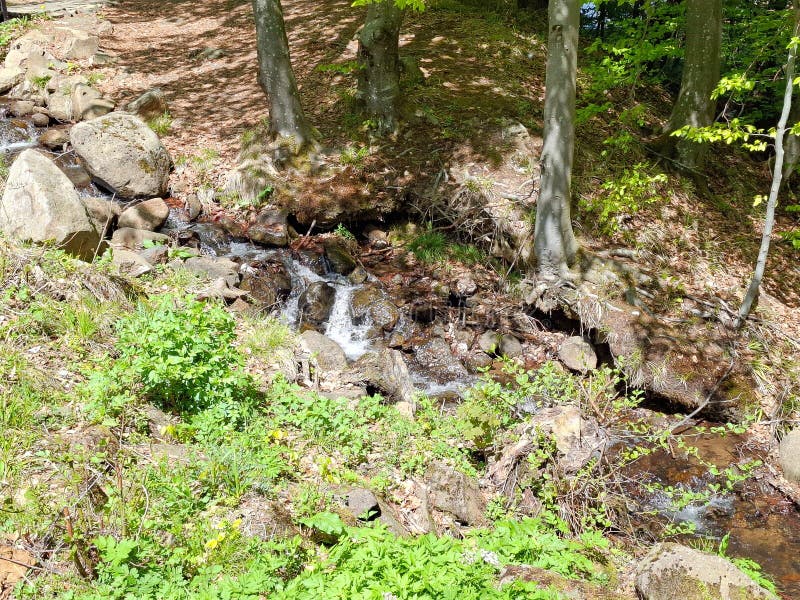 Water Flows through the Forest. in Maramures County, Romania Stock ...