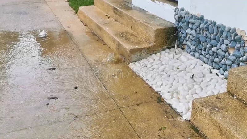 Hurricane Mexico Water Flows from the Gully during Extreme Rain Stock ...