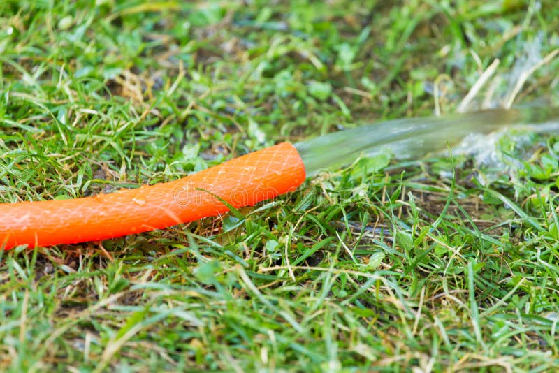 Water Flows from the Hose . Stock Image - Image of green, tube: 100549103