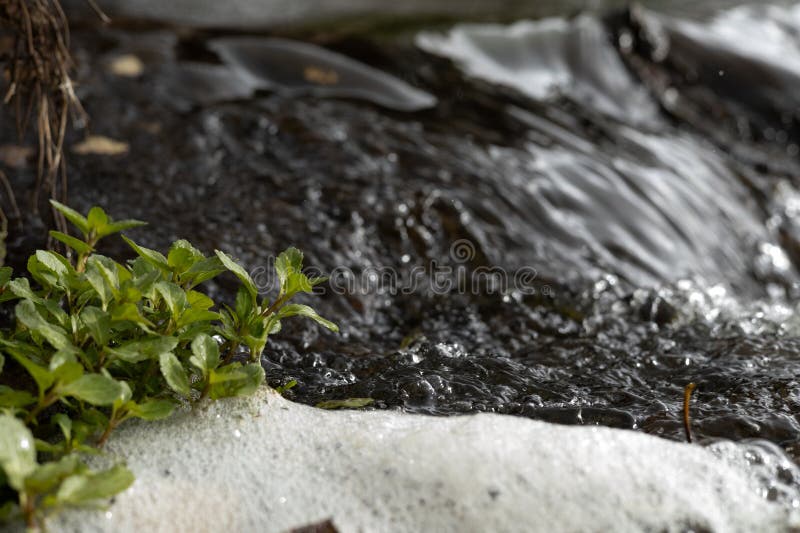 239 River Water Side Small Dam Stock Photos - Free & Royalty-Free Stock ...