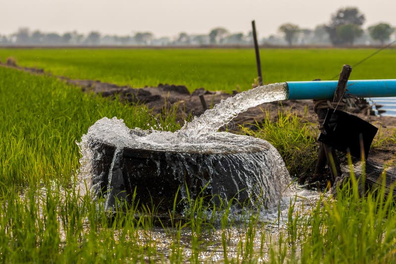 Water Flows from a Pipe To a Round Basin in Green Rice Fields Stock ...