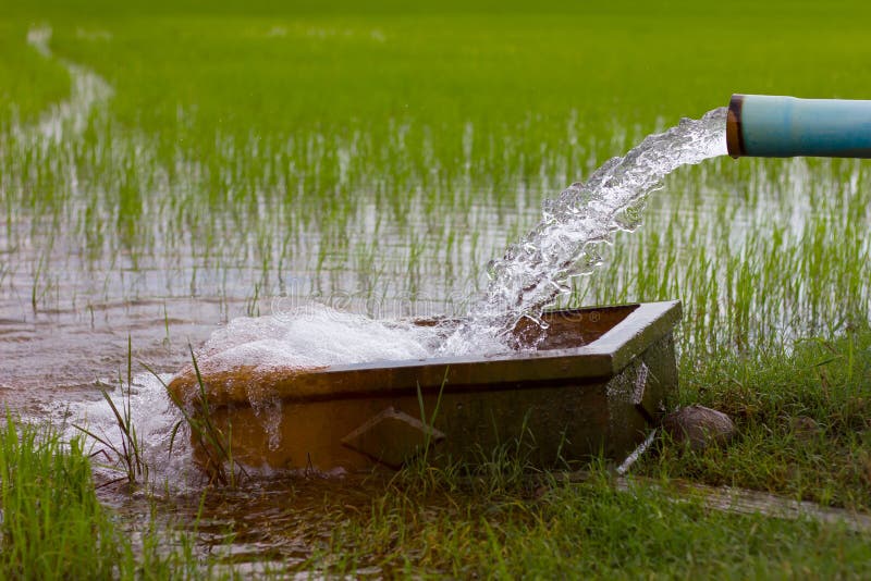 Water Flows into a Rice Field. Stock Image - Image of food, industrial ...