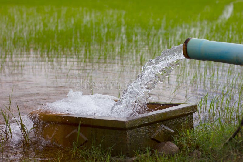 Water Flows into a Rice Field. Stock Image - Image of natural, large ...