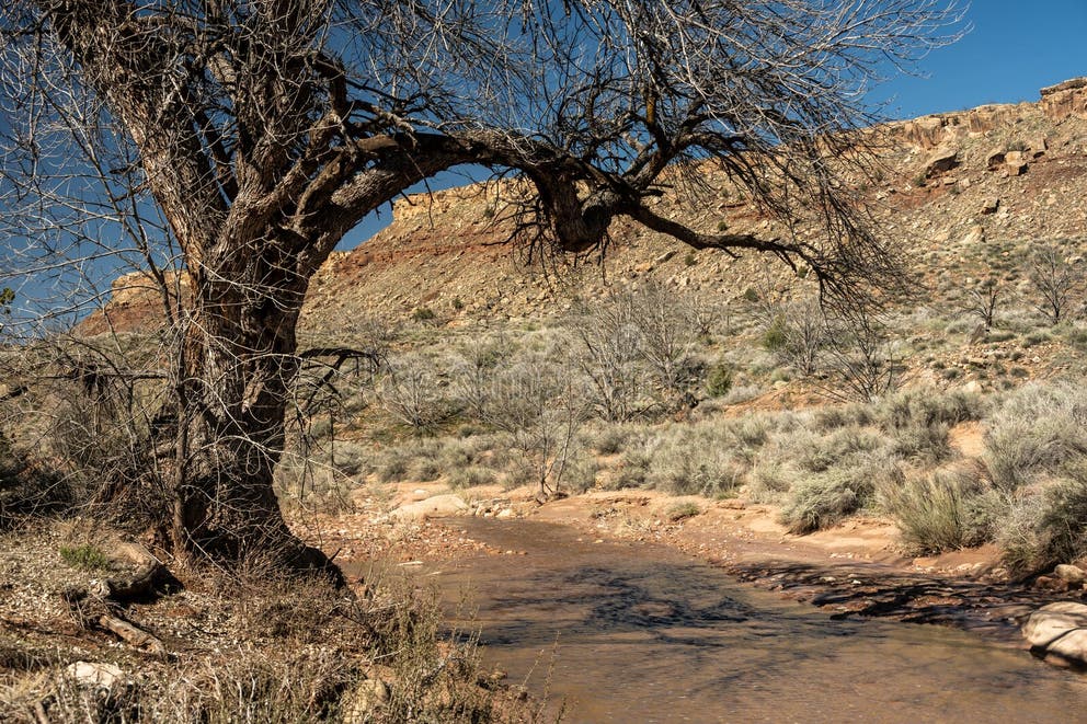 Water Flows Under Old Tree in Coal Pits Wash Stock Photo - Image of ...