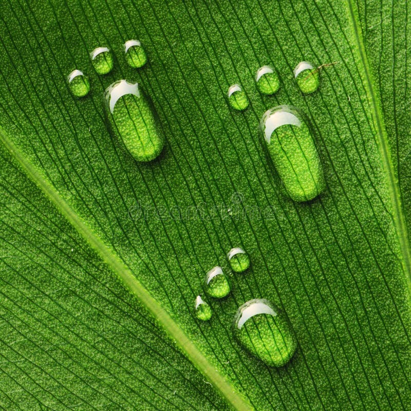 Water footprints on leaf stock photo. Image of frame - 15019718
