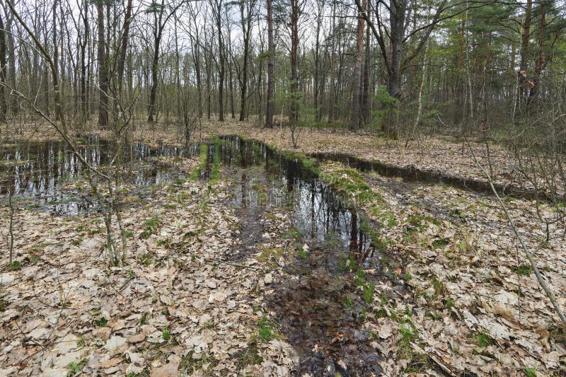 Water in the Forest in Early Spring Stock Photo - Image of footpath ...