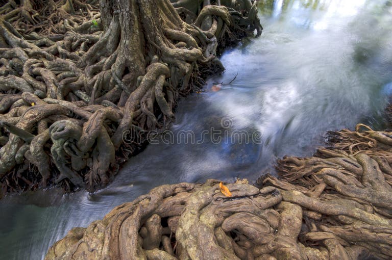 Water Forest Roots Waterfall Tree Stock Image - Image of rootsthrough ...