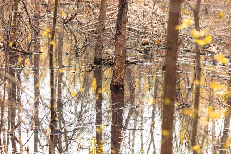 Water in the Forest in Spring. Swamp Stock Image - Image of lake ...