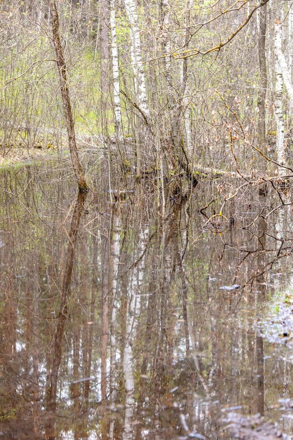 Water in the Forest in Spring. Swamp Stock Photo - Image of scenery ...