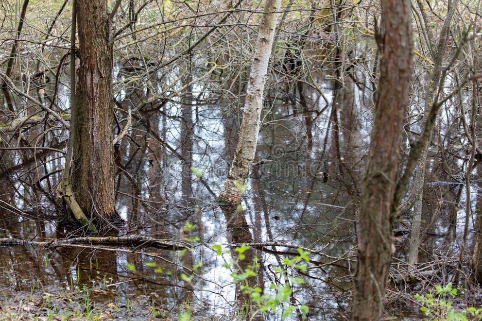 Water in the Forest in Spring. Swamp Stock Image - Image of summer ...