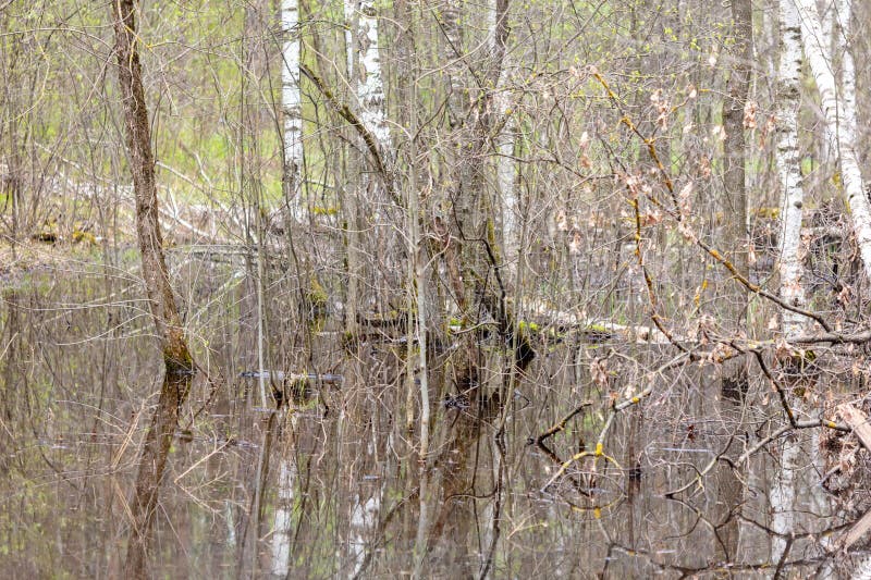 Water in the Forest in Spring. Swamp Stock Photo - Image of flower ...