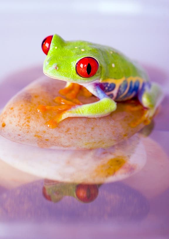 Water frog stock photo. Image of adaptation, hyla, leaf - 1890444