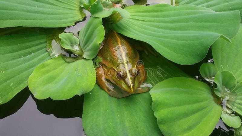 Water frog rest stock photo. Image of rest, water, frog - 201497348