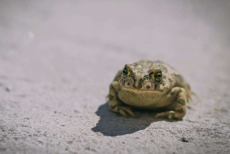 Water Frog. Frog on the Sand Stock Image - Image of round, light: 196129579