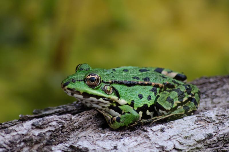 Water Frog Sitting on a Tree Bark and Gazing into the Camera Stock ...