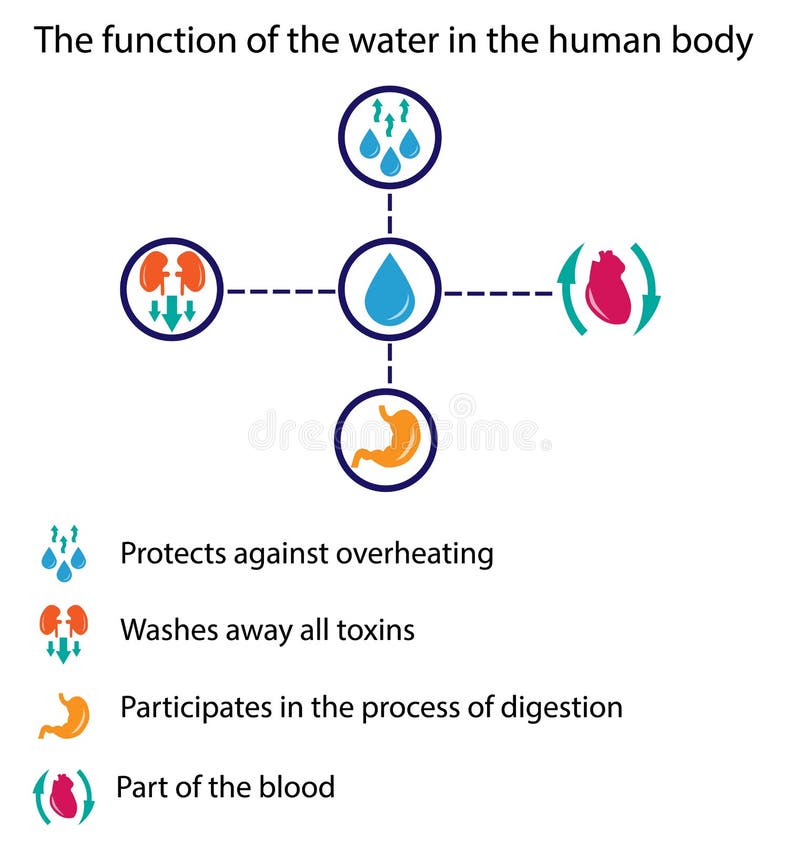 Water stock vector. Illustration of body, element, nature - 62142528