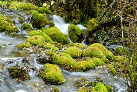 Water and fungus stock image. Image of flow, grass, water - 5705451