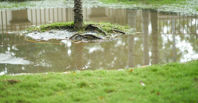 Water in Garden Around Tree Root Stock Image - Image of copy, light ...