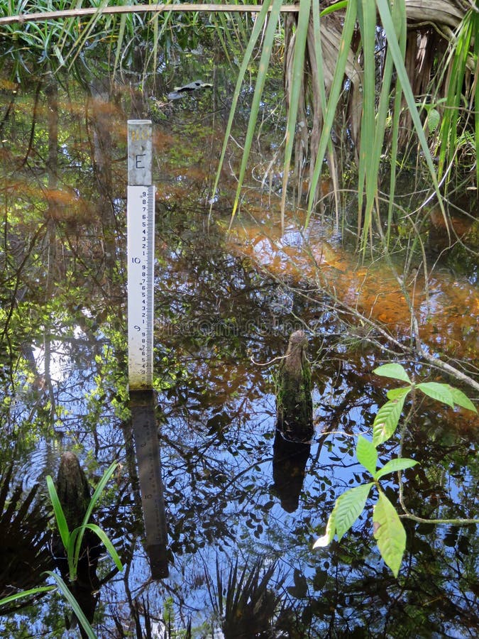 Water gauge in marsh stock image. Image of stick, reflection - 267798457