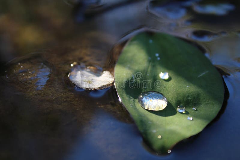 Water Gems stock photo. Image of pearls, water, fresh - 144695878