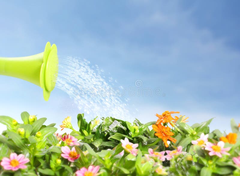 Water Gietende Het Water Geven Bloem Stock Illustratie - Illustration ...