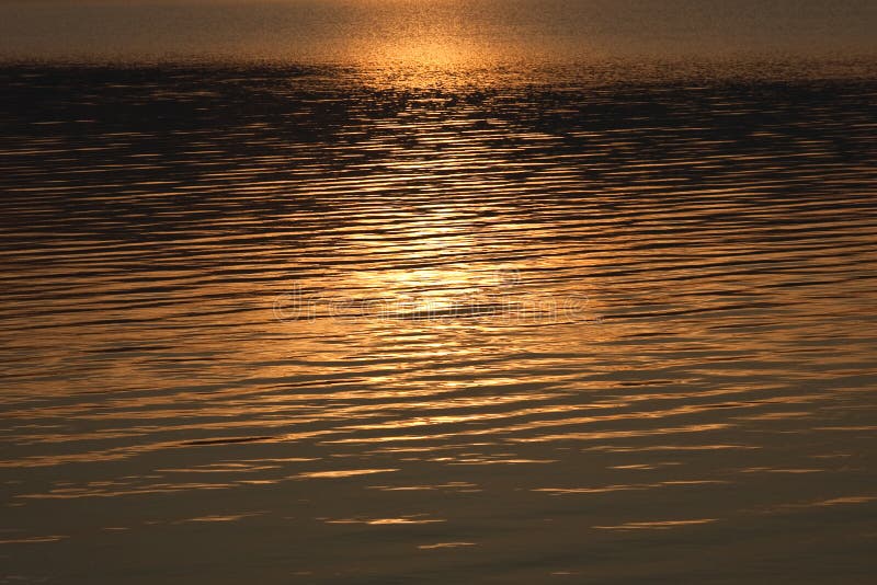 Cat near the sea stock photo. Image of summer, beach, backlight - 5573624