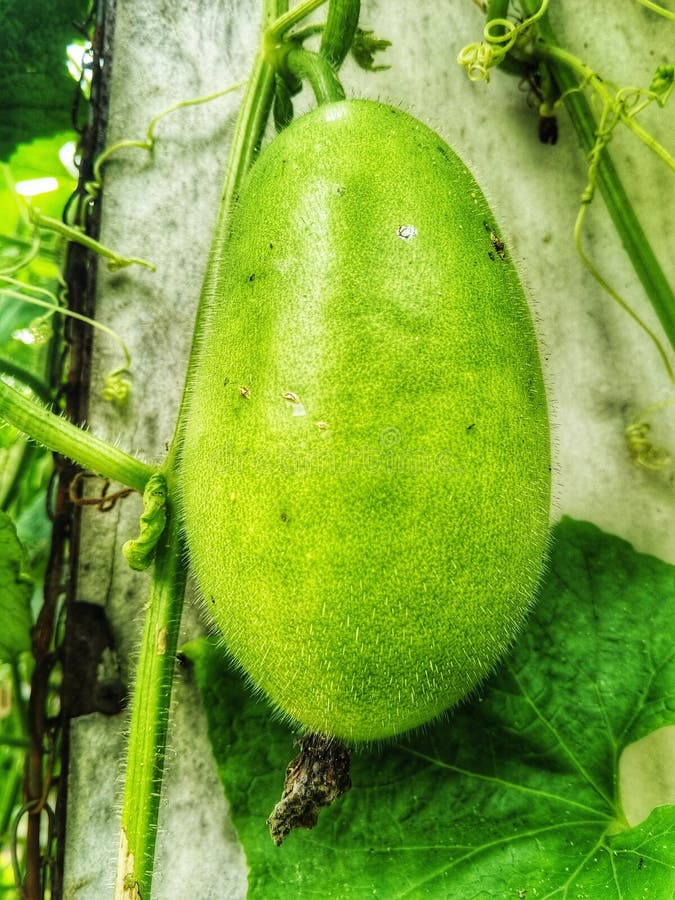 Water Gourd that is Still Easy is really Beautiful Stock Image - Image ...